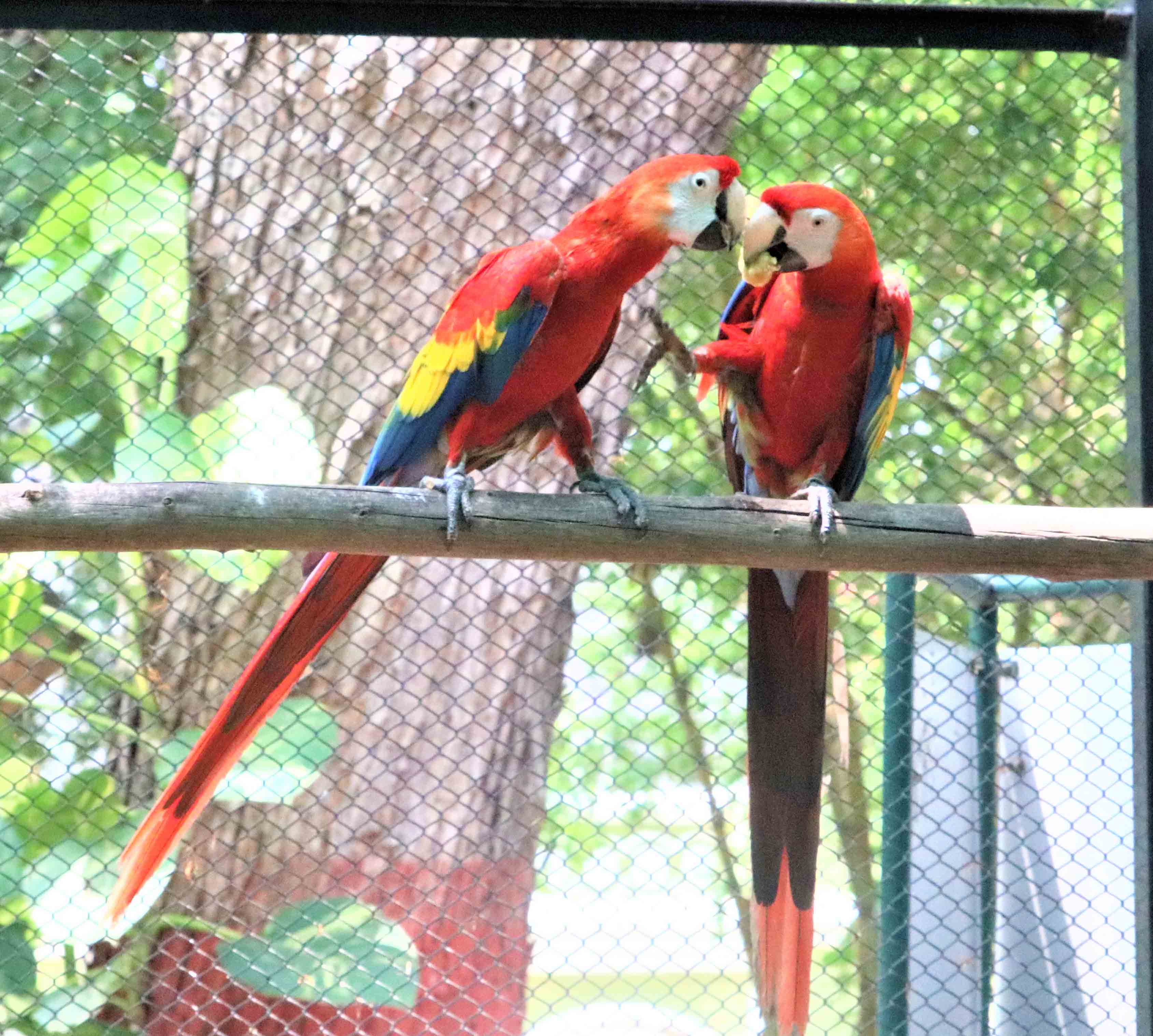 Mysuru Zoo